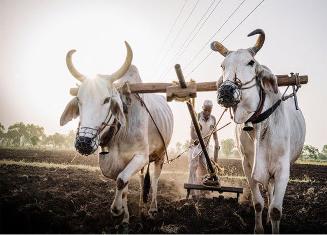 बिहार के राजकीय प्रतीक - List of State Emblem of Bihar - Rojgar24